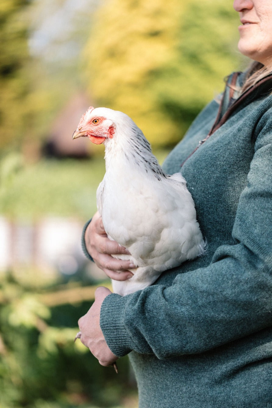 Organic & pasture-raised Regenerative Chicken near Ludlow – Planton farm